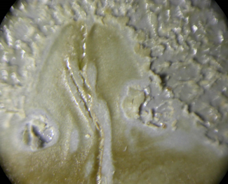 Details - DefectLibrary